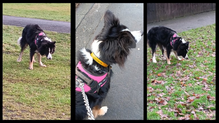 ‘Dog problems usually have a human component. …. Always remember to ...