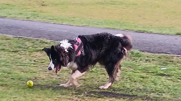 ‘Dog problems usually have a human component. …. Always remember to ...